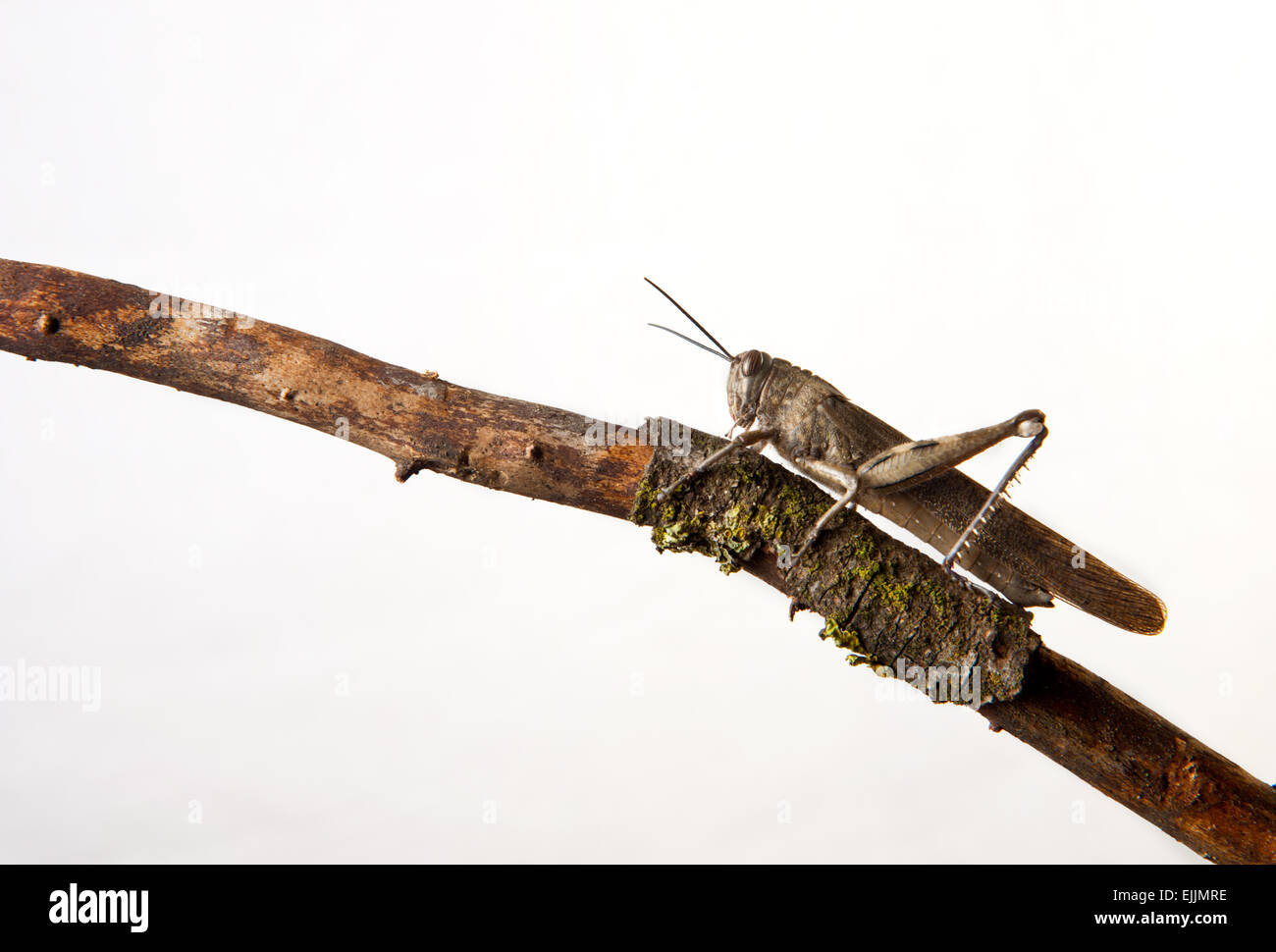 Brown grasshopper in tree branch, isolated over white background Stock ...