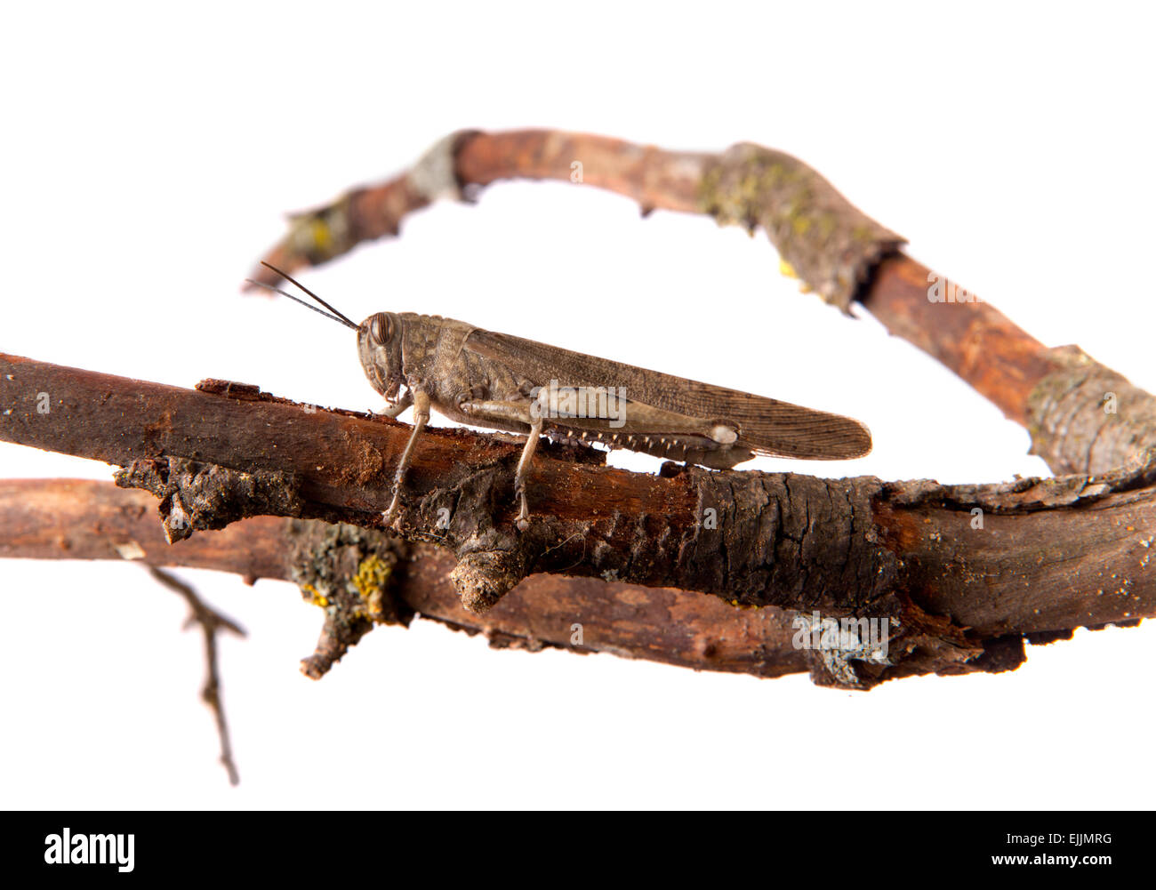 Brown grasshopper in tree branch, isolated over white background Stock ...