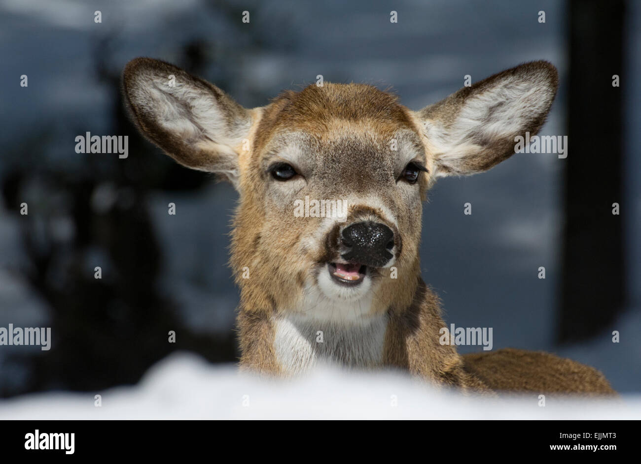 Female tailed deer odocoileus hi-res stock photography and images - Alamy