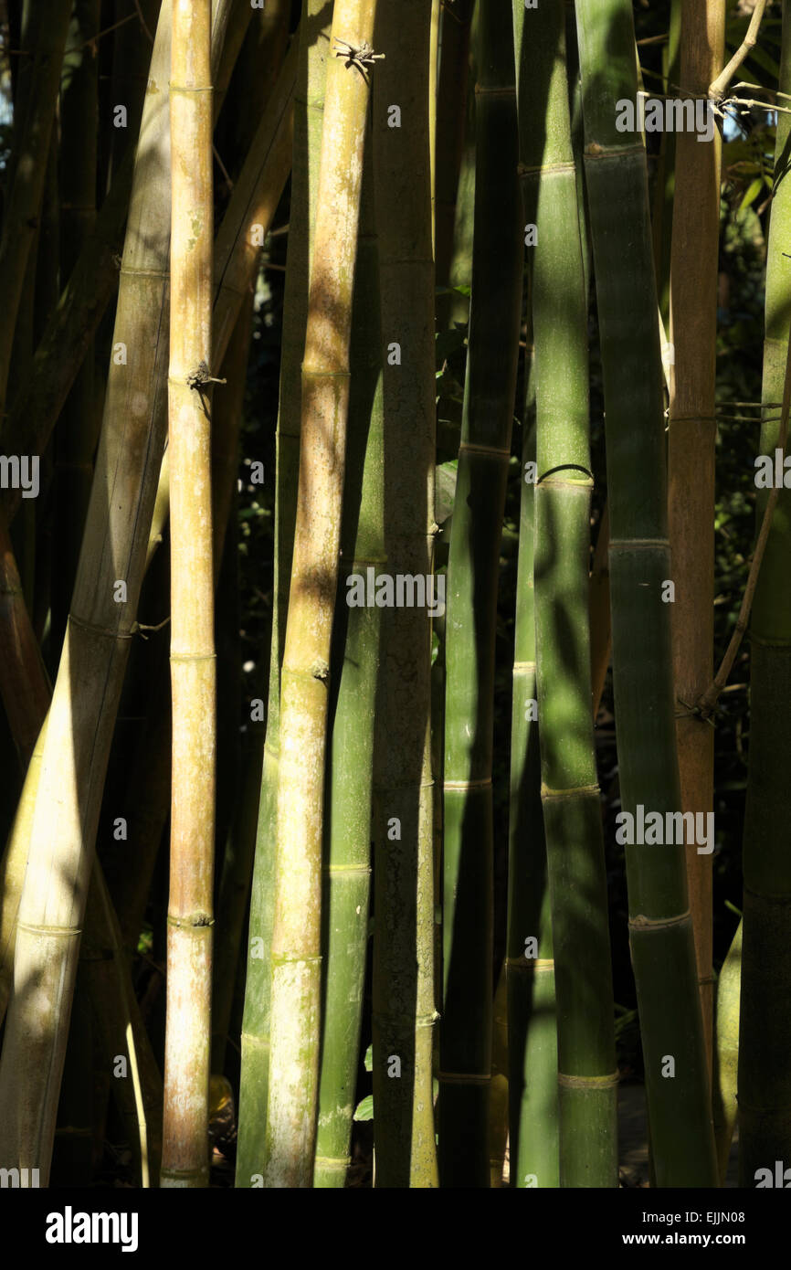 Stand of bamboo hi-res stock photography and images - Alamy