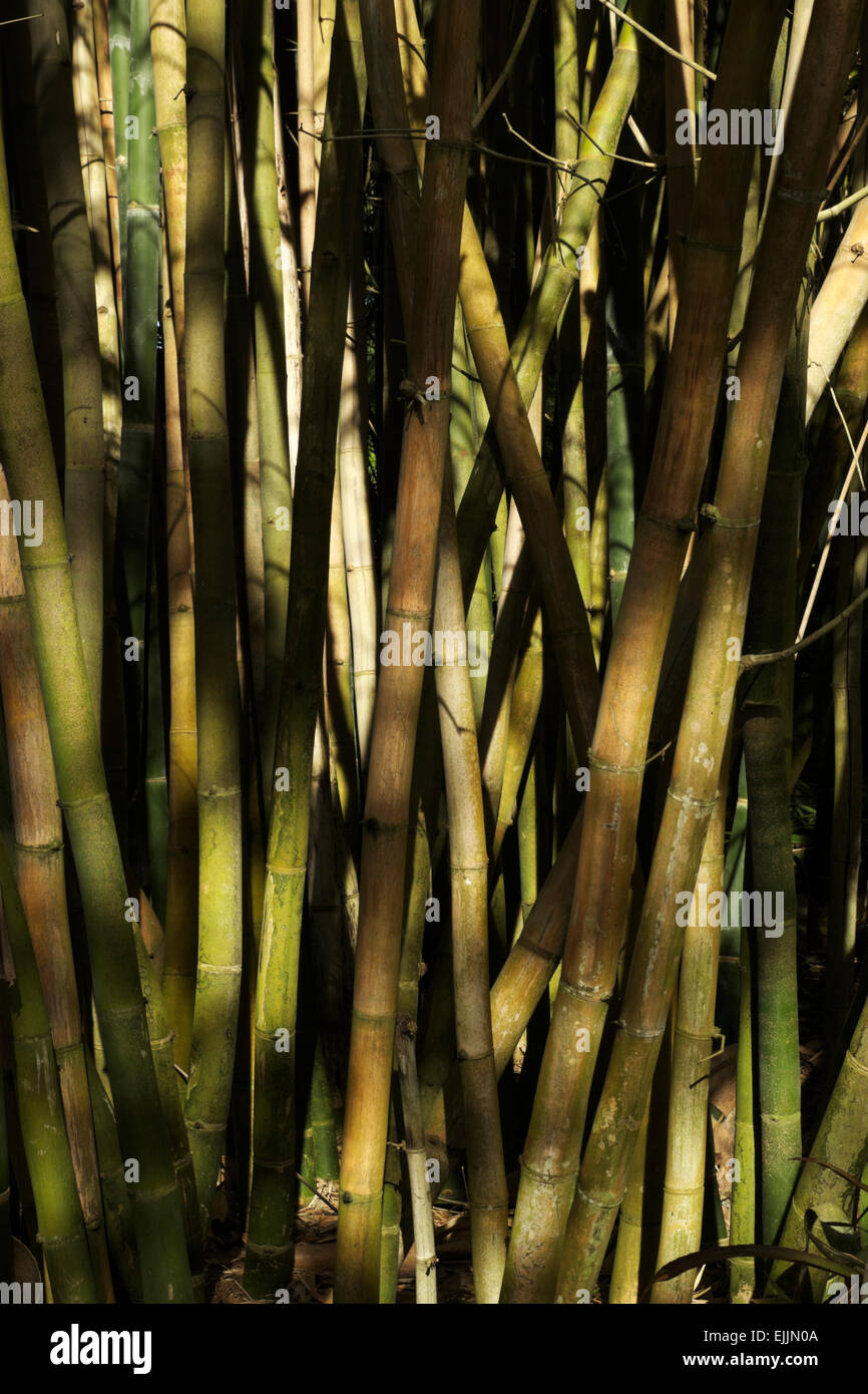 Stand of bamboo hi-res stock photography and images - Alamy