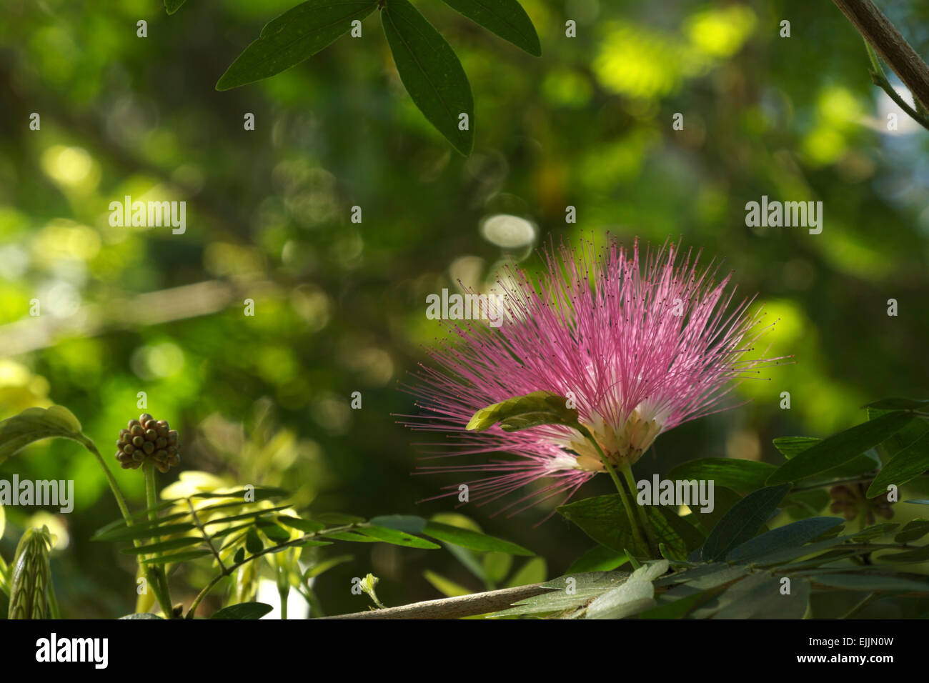 Blossom on a Powder Puff Tree at Hilltop Gardens botanical garden in La ...
