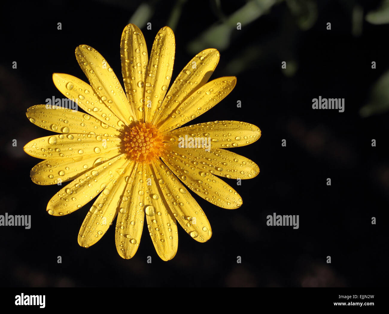 Yellow daisy hi-res stock photography and images - Alamy