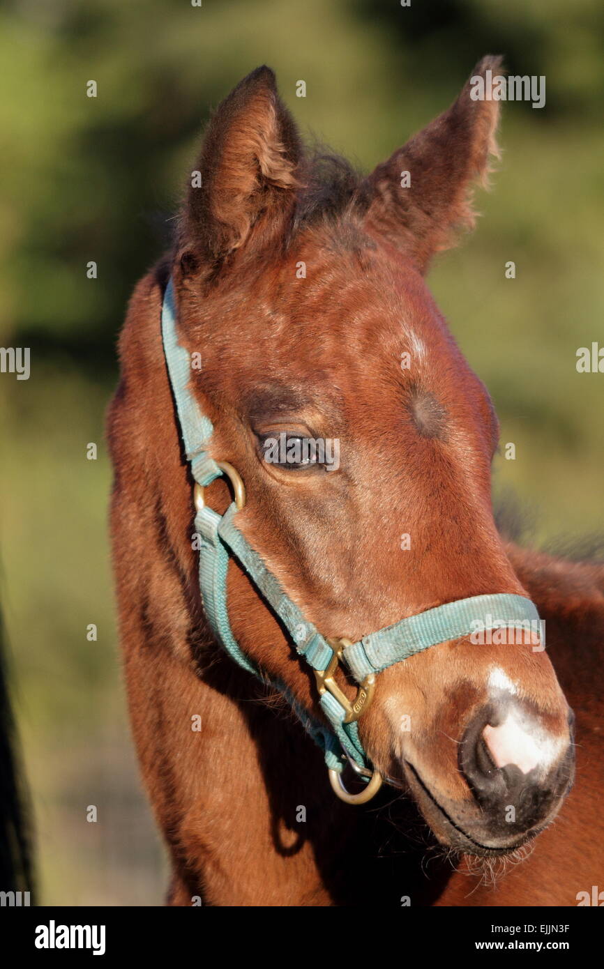 Animal foal head horse pony portrait young hi-res stock photography and ...
