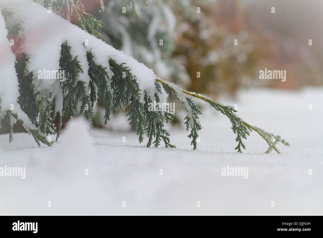 Evergreen Tree with Snow Stock Photo - Alamy