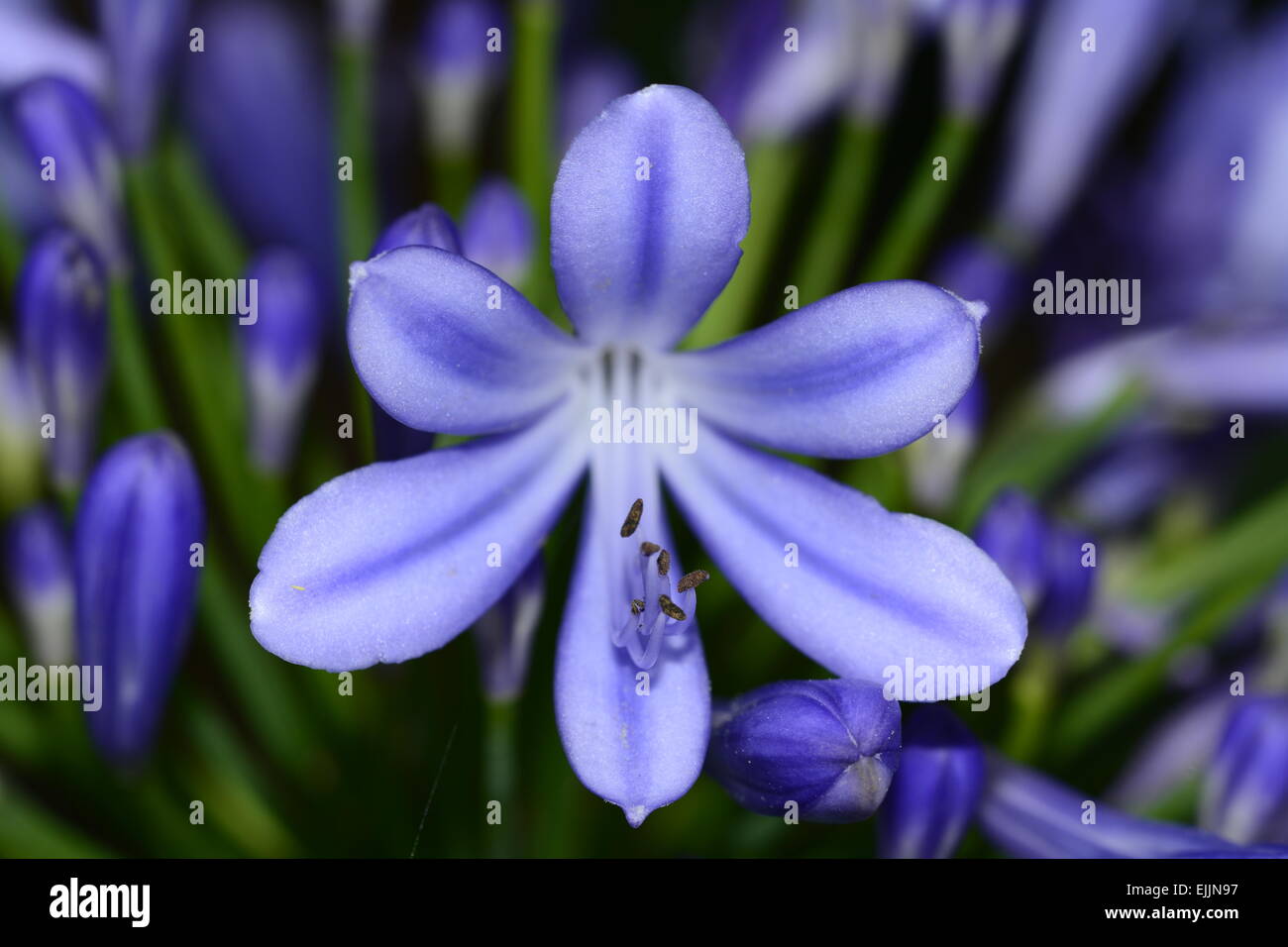 Beautiful blue flower Stock Photo - Alamy