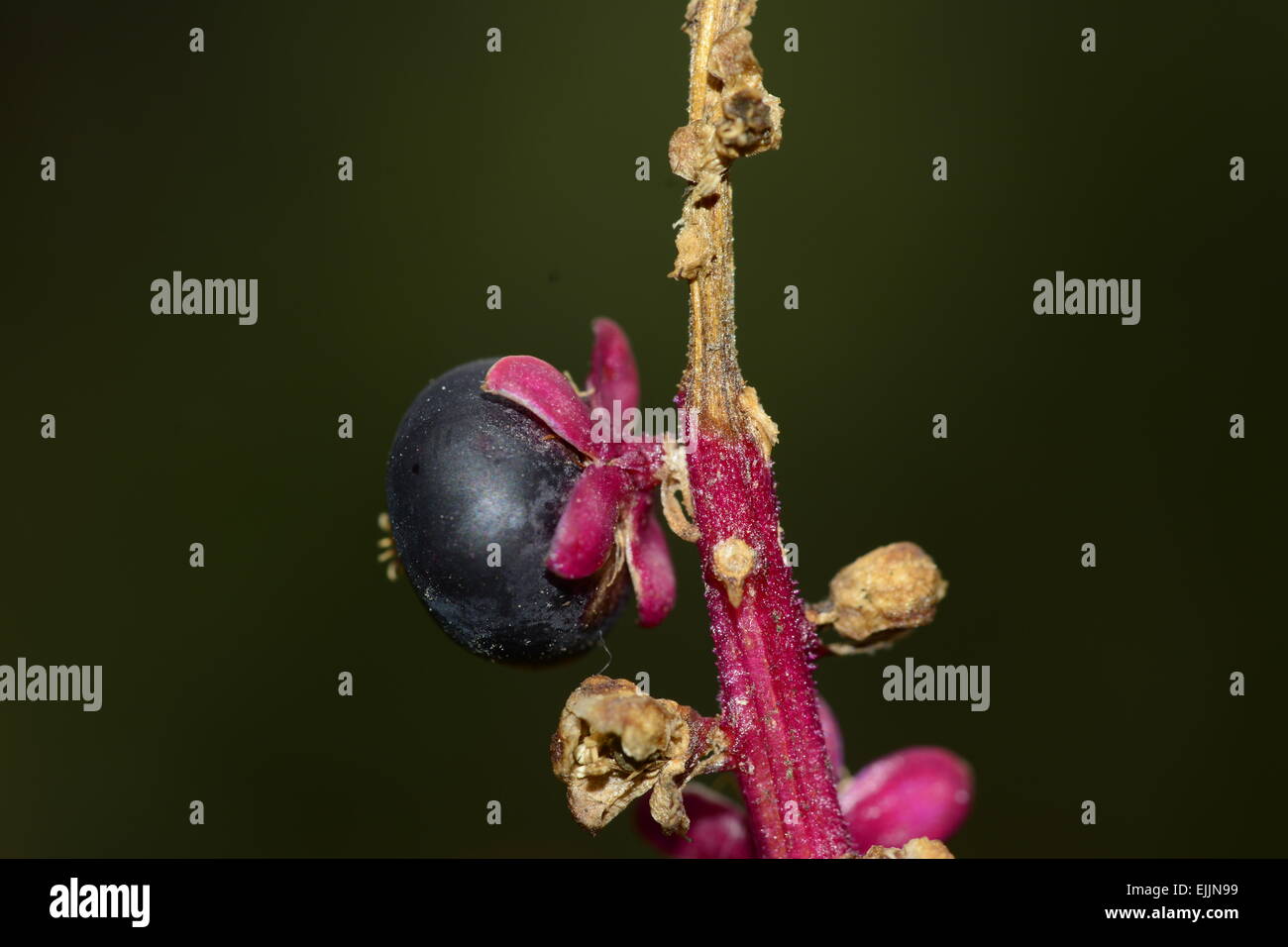 Wild berry plant hi-res stock photography and images - Alamy