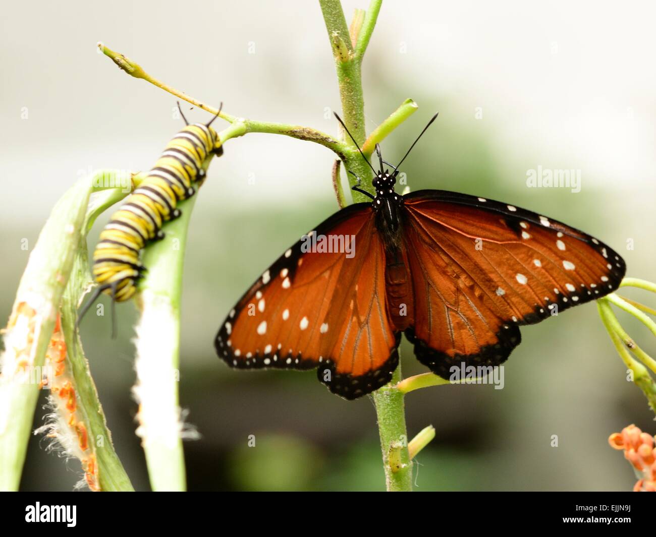 Butterfly lifecycle hi-res stock photography and images - Alamy