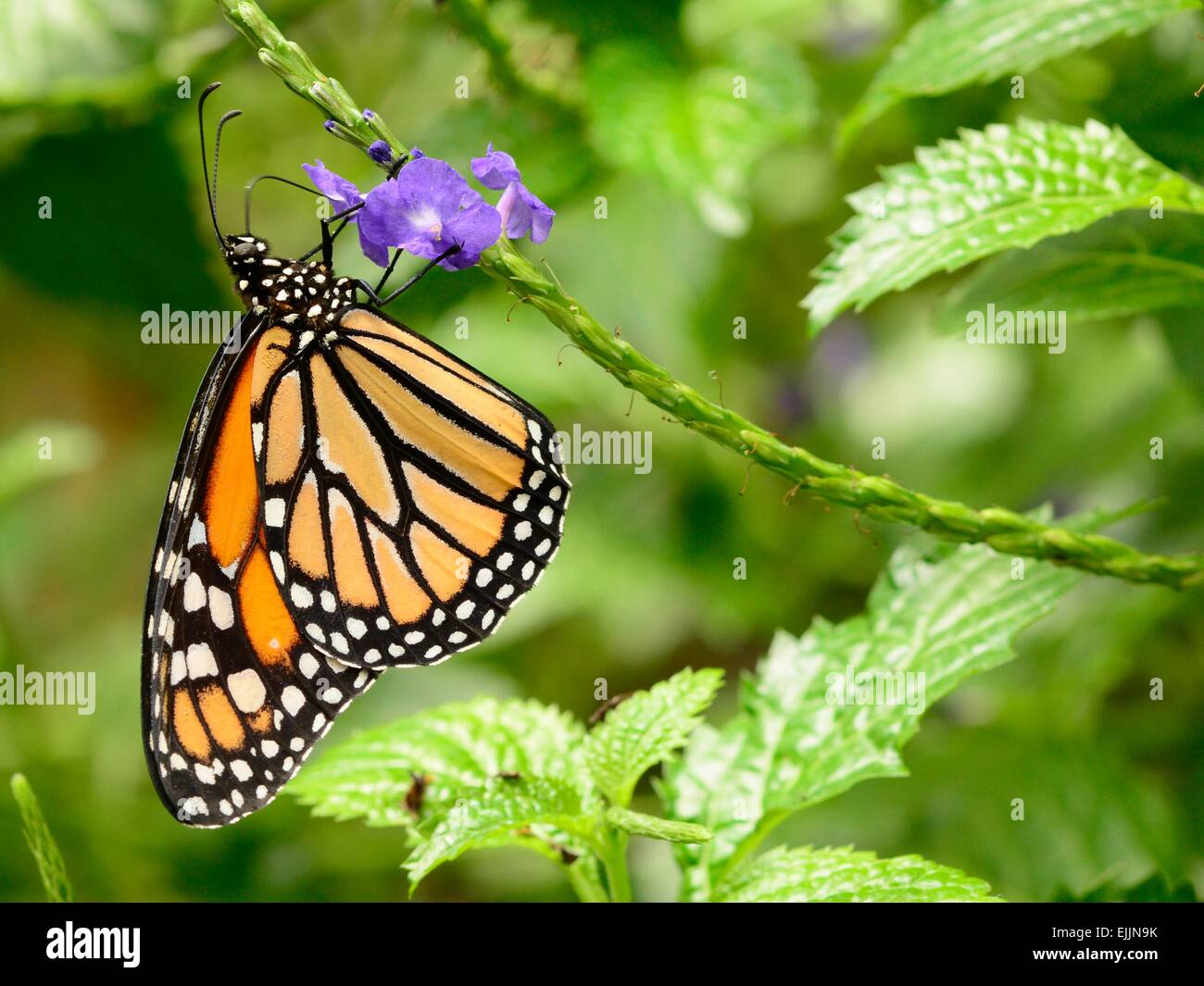 Monarch butterfly eating hi-res stock photography and images - Alamy