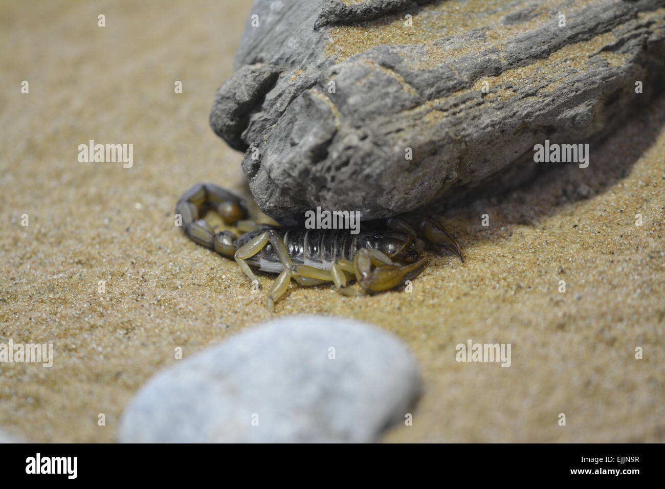 Scorpion desert hi-res stock photography and images - Alamy
