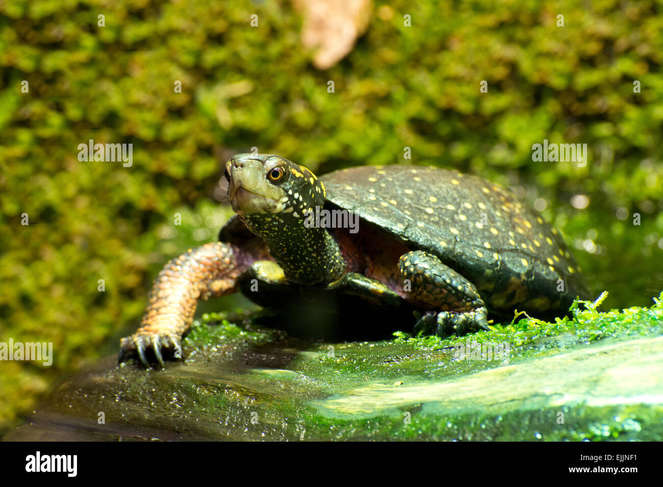 Spotted Turtle High Resolution Stock Photography and Images - Alamy