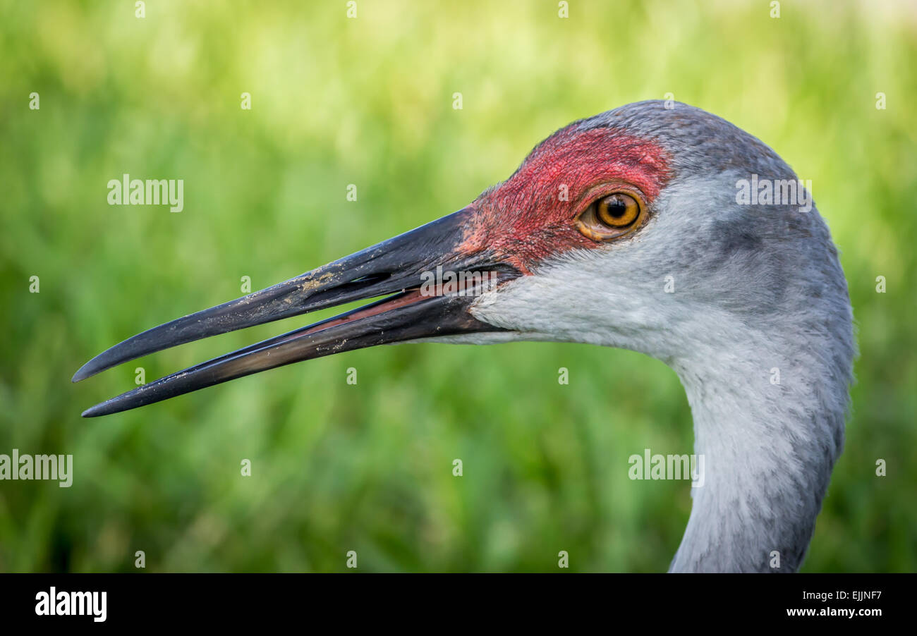 Sandhill Crane, Florida, USA. Color Image Stock Photo - Alamy