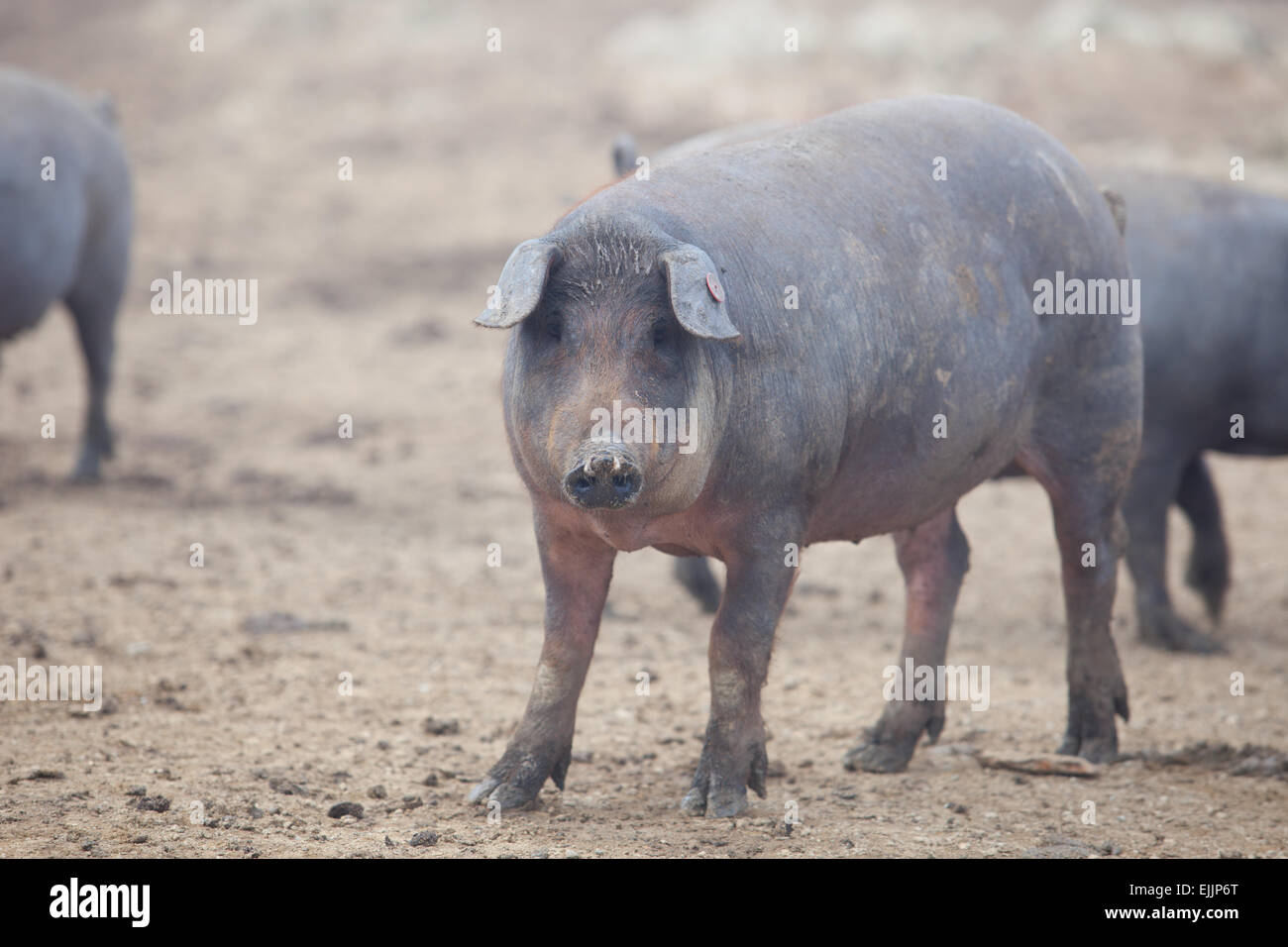 Pigs running free hi-res stock photography and images - Alamy