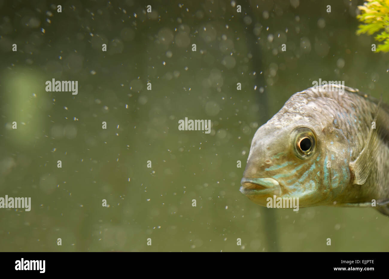 Terror fish hi-res stock photography and images - Alamy