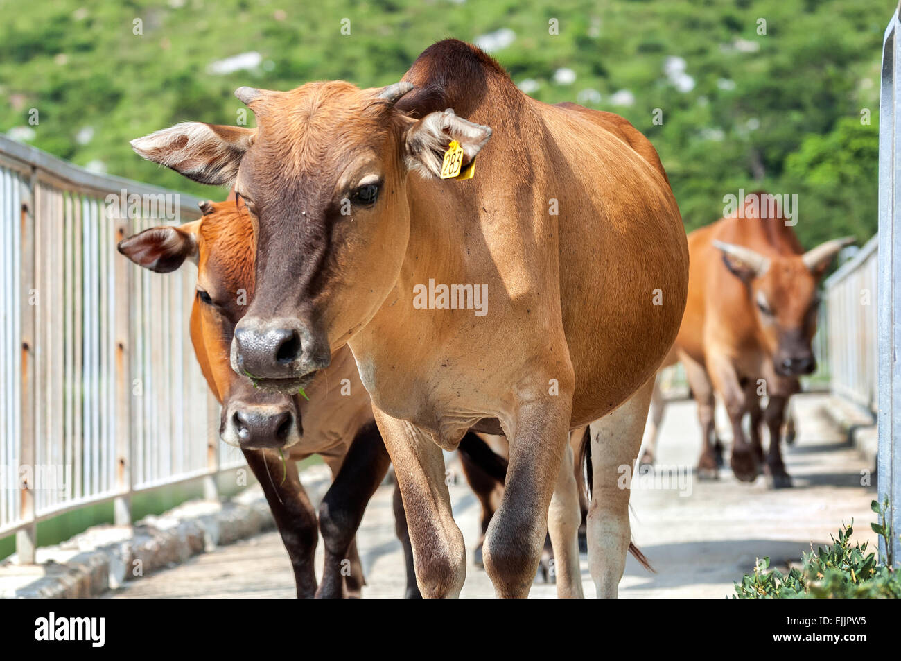 Rural hong kong hi-res stock photography and images - Alamy