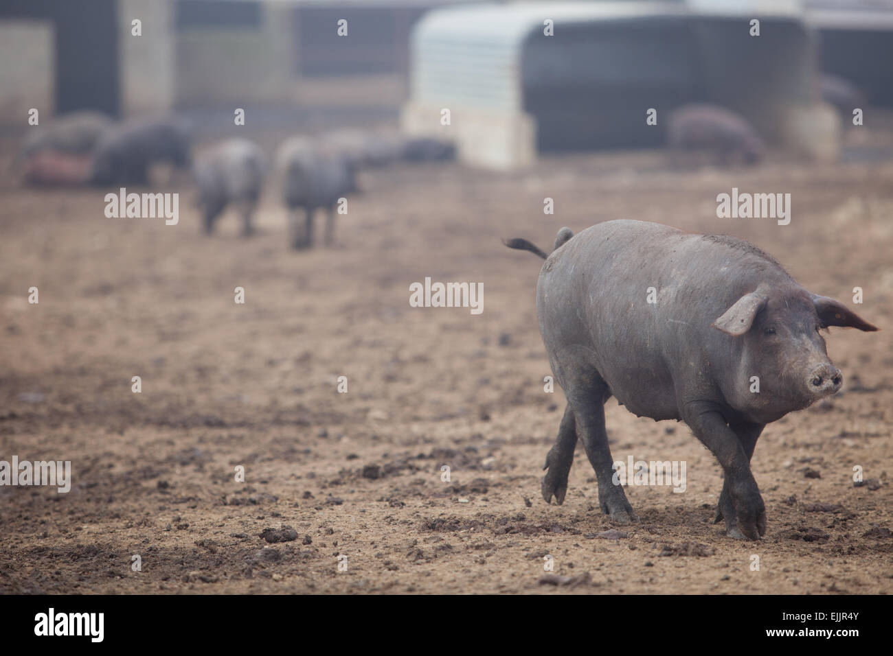Pigs running free hi-res stock photography and images - Alamy