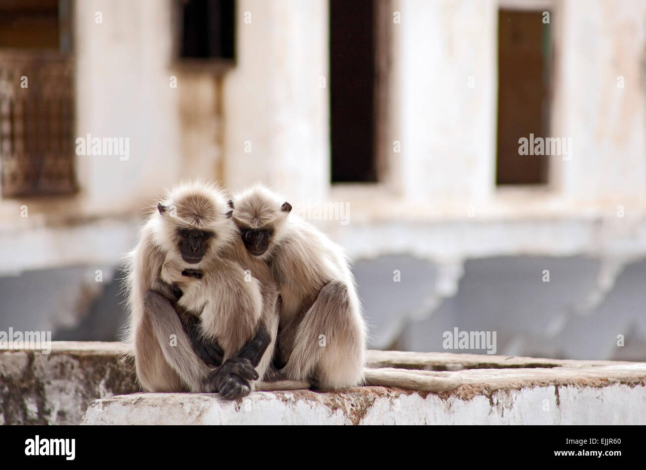 Monkey family sitting together cuddling Stock Photo - Alamy