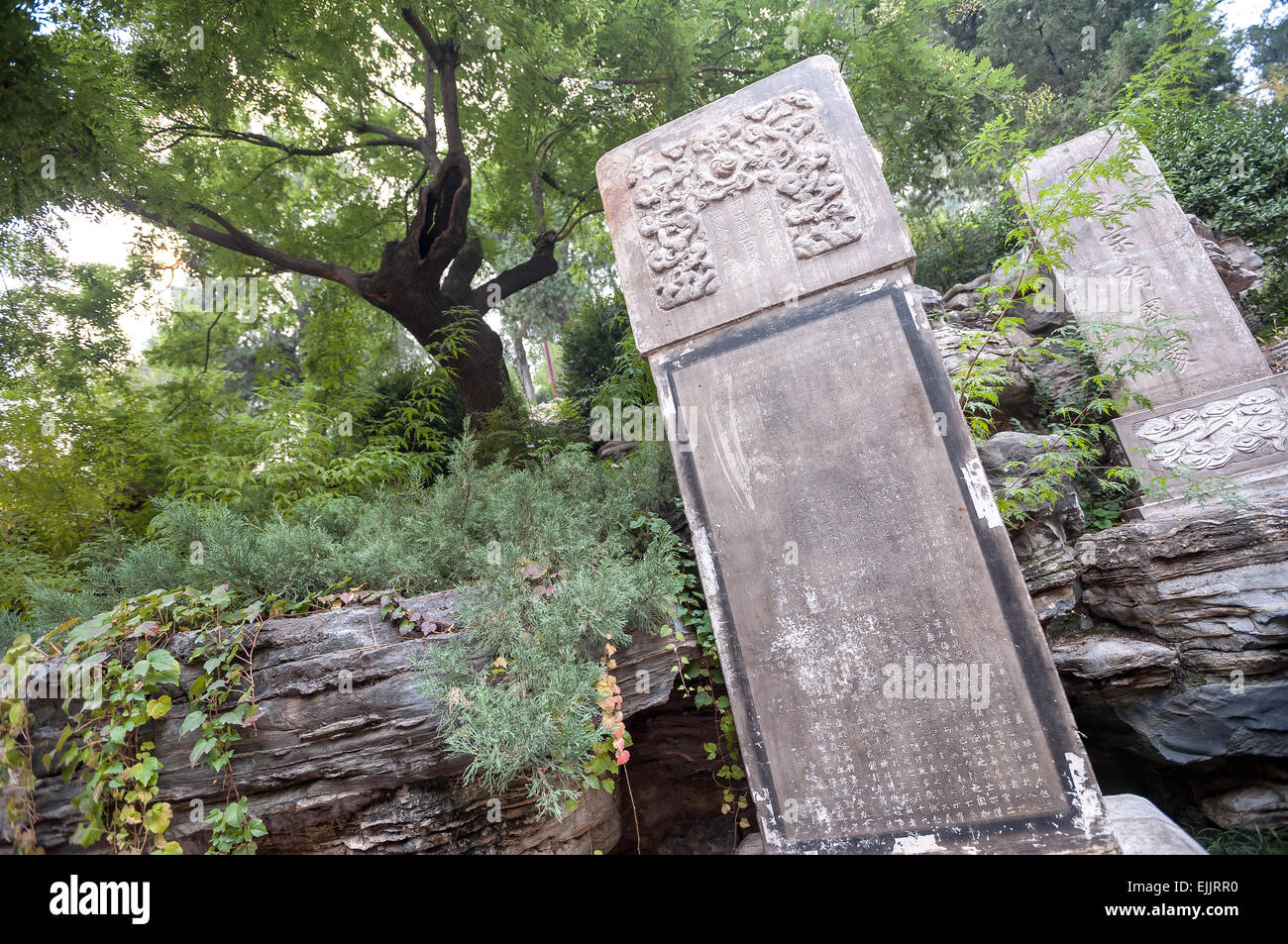 Tree and stele where the last emperor of the Ming Dynasty, Chongzhen ...