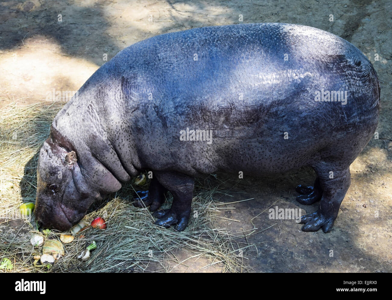 Hippo is eating Stock Photo - Alamy