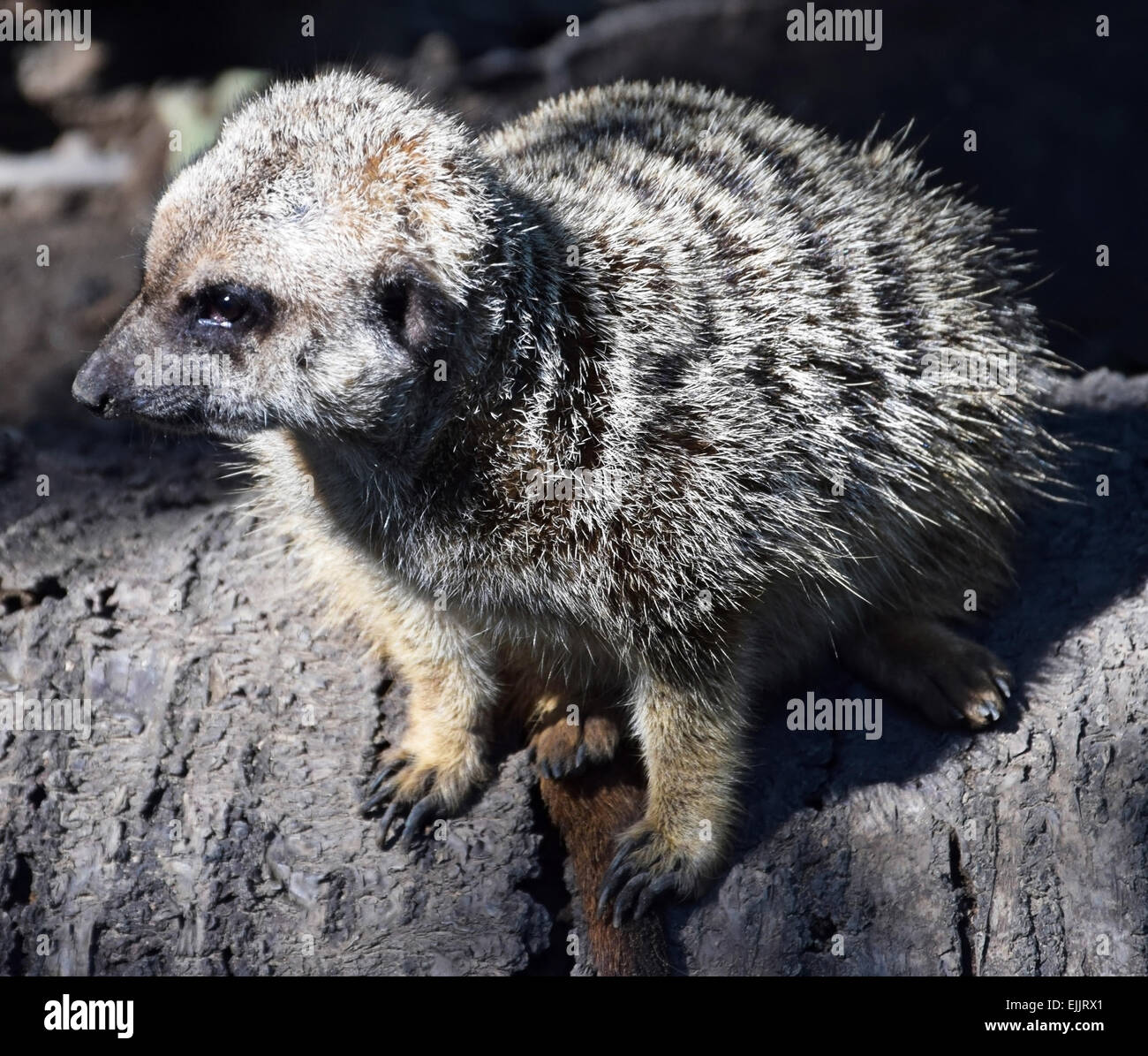 Female meerkat hi-res stock photography and images - Alamy