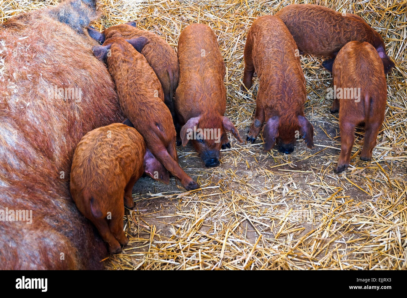 Mangalica Pig Piglets Stock Photos & Mangalica Pig Piglets Stock Images ...