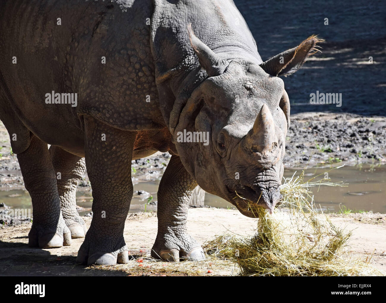 Rear view of rhinoceros hi-res stock photography and images - Alamy