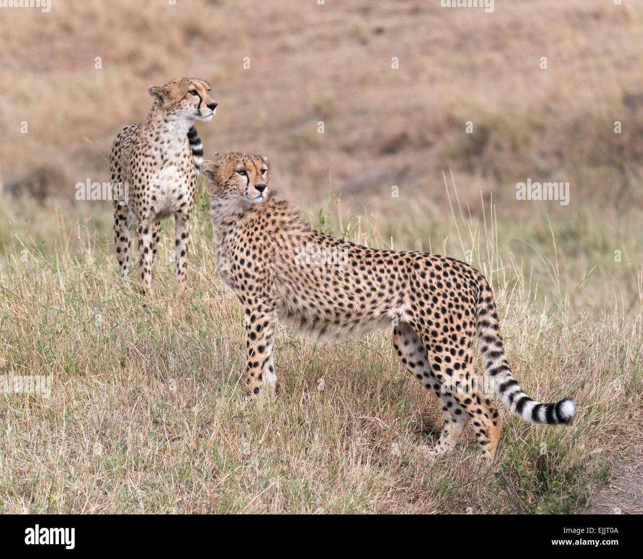 Pair of cheetahs Stock Photo - Alamy