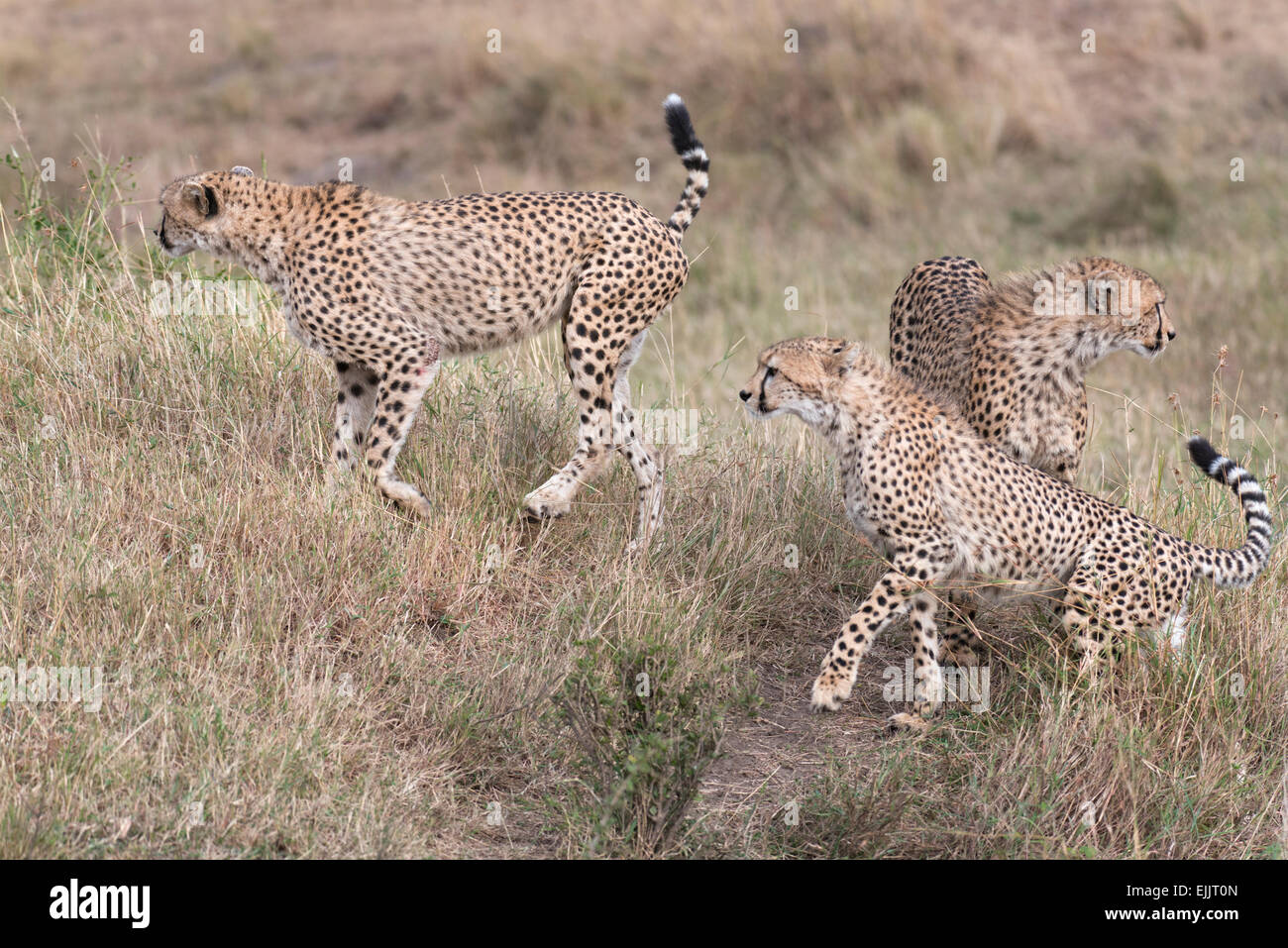 Coalition of cheetahs Stock Photo - Alamy