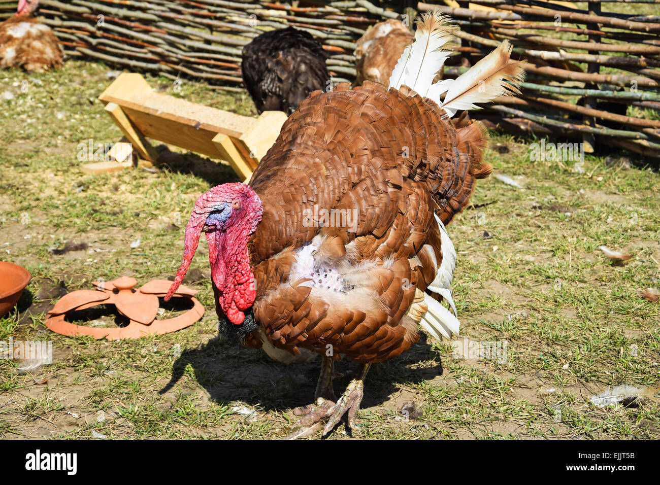 Turkey in the poultry yard Stock Photo - Alamy