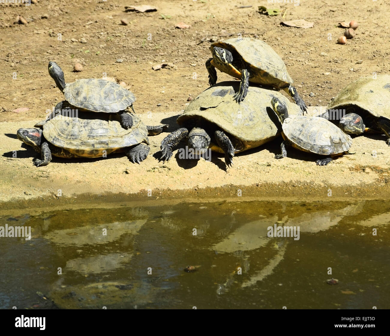 Turtles at the pond Stock Photo - Alamy