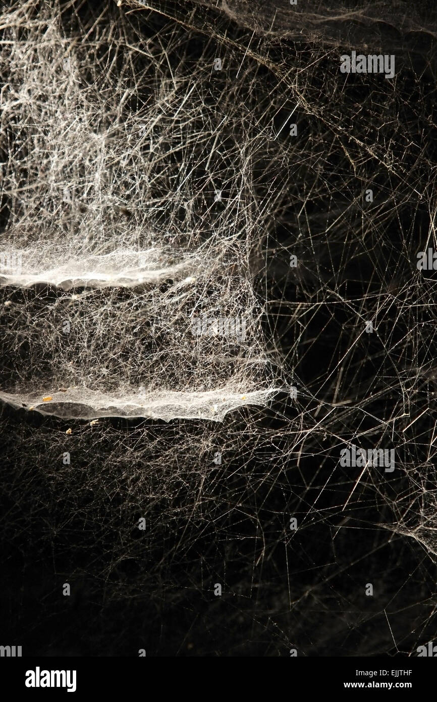 Spiderweb after several months of growing. Extremely dense network of ...