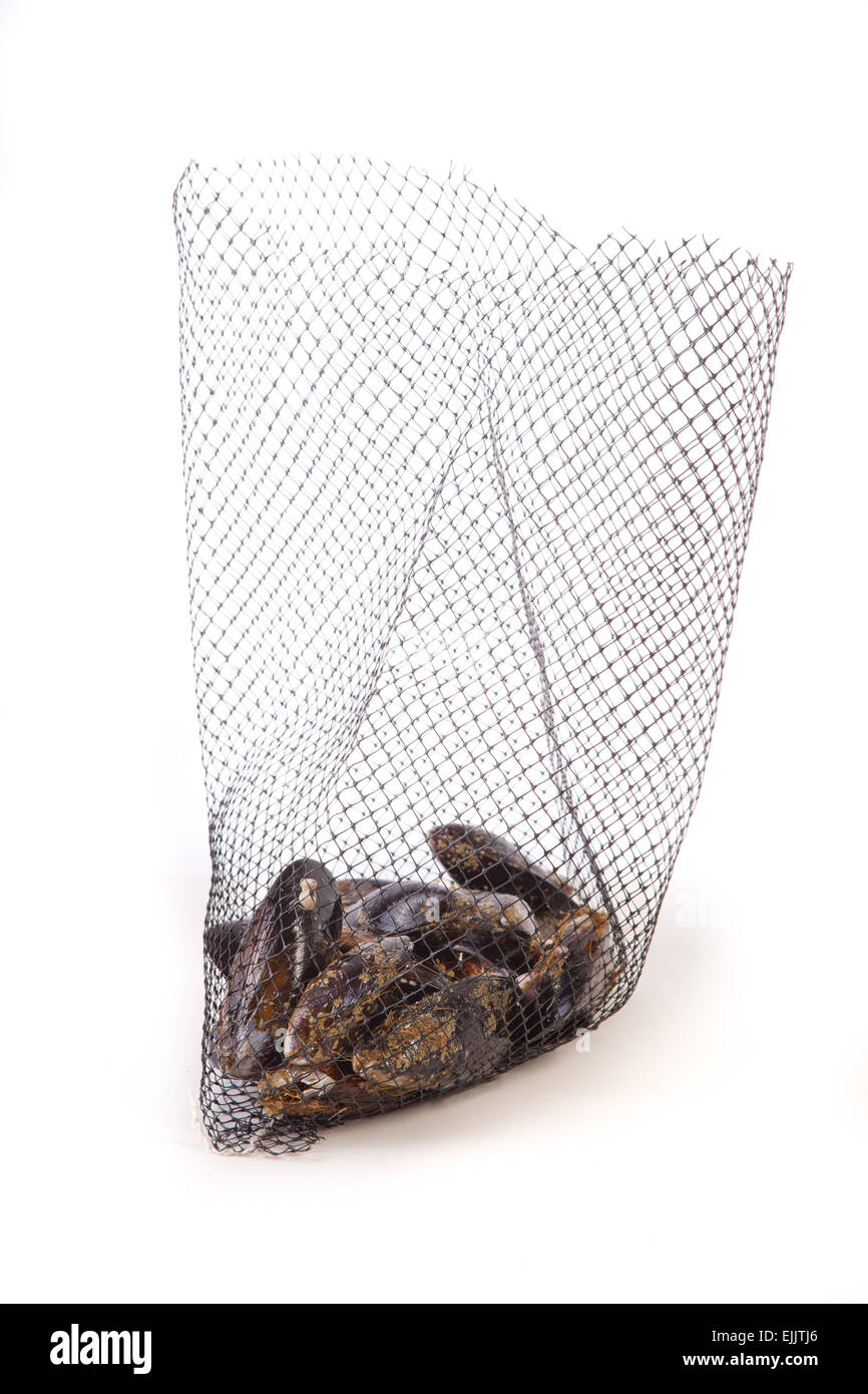 Fresh raw mussels on their net. Isolated on a white background Stock ...