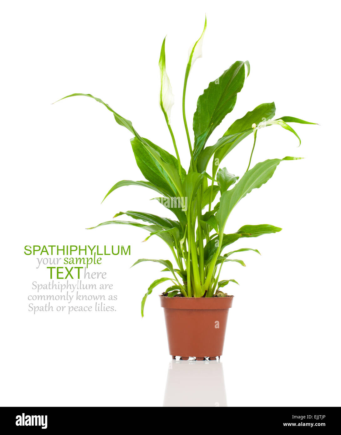 Spathiphyllum potted plant hi-res stock photography and images - Alamy