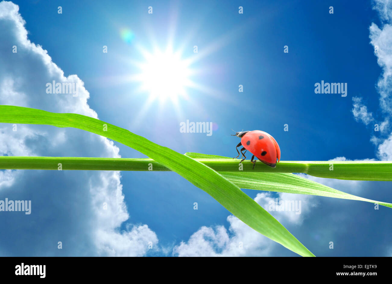 Ladybug looking on the sun. Conceptual design Stock Photo - Alamy