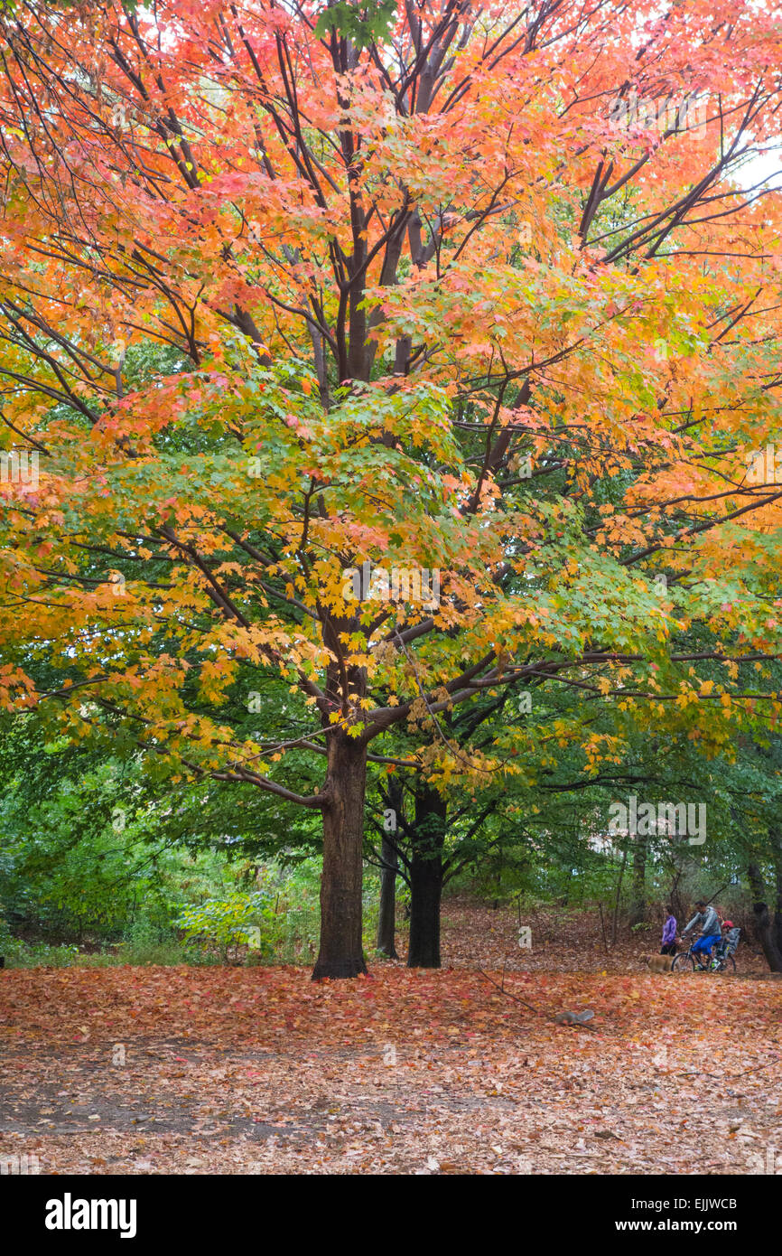 Prospect park fall colors Brooklyn NY Stock Photo - Alamy