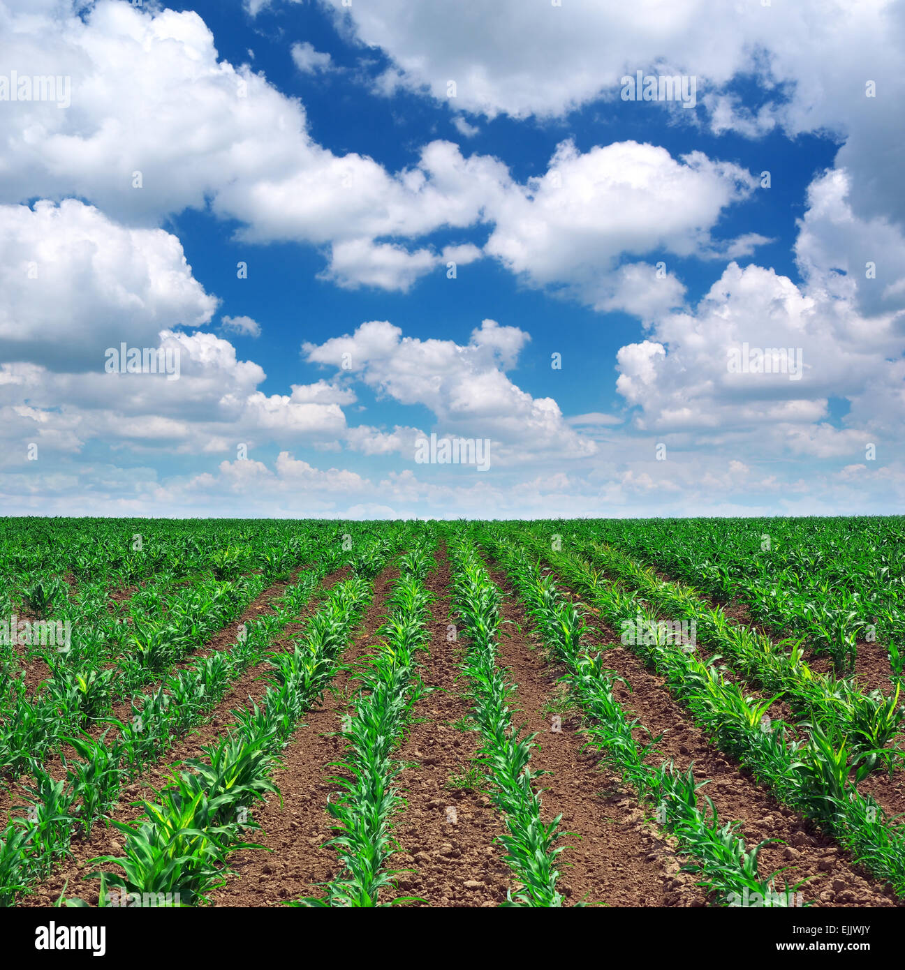 Green meadow of rows. Nature composition Stock Photo - Alamy