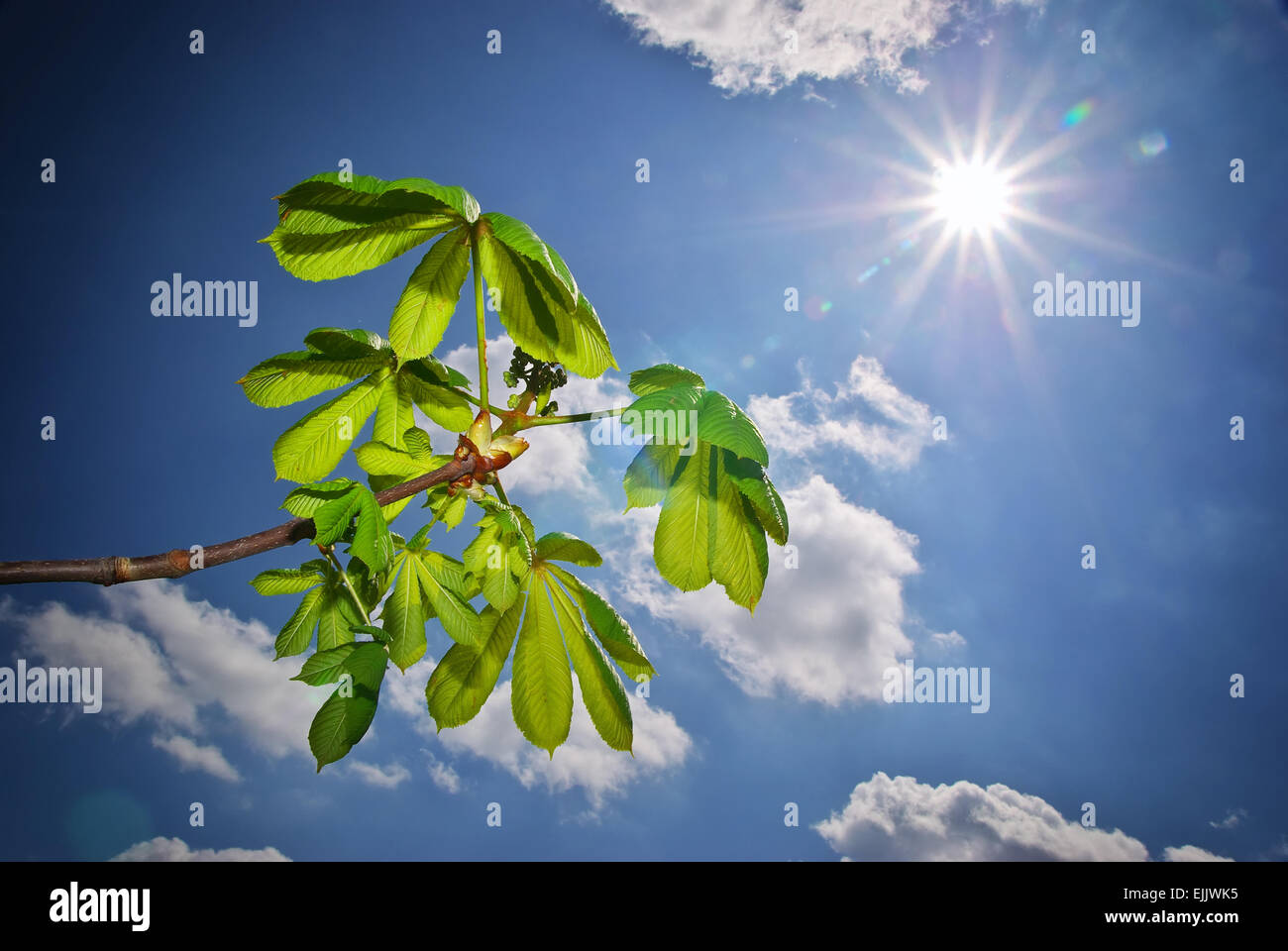 Chestnut tree grove hi-res stock photography and images - Alamy