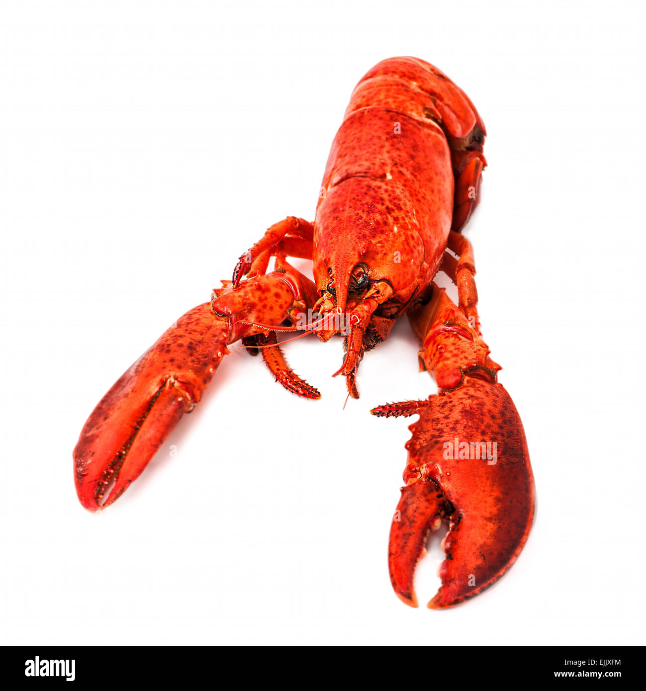 Homard lobster hi-res stock photography and images - Alamy
