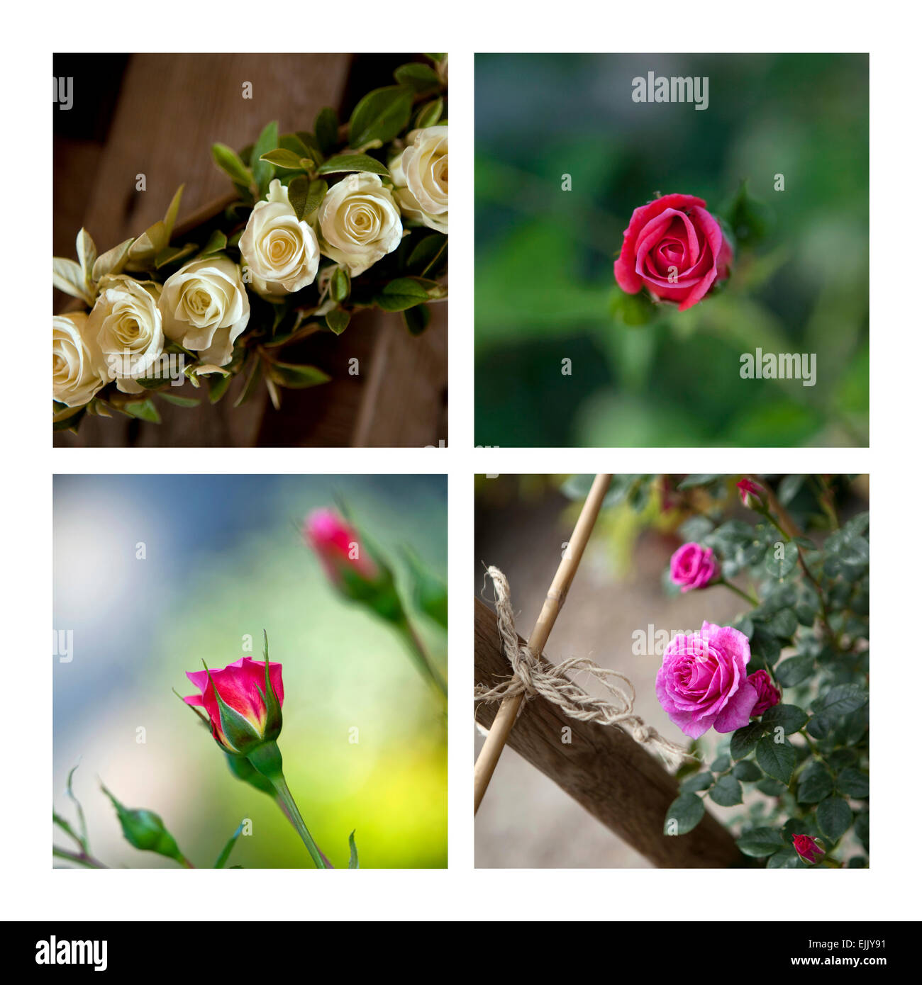Collage of various roses in a garden Stock Photo - Alamy