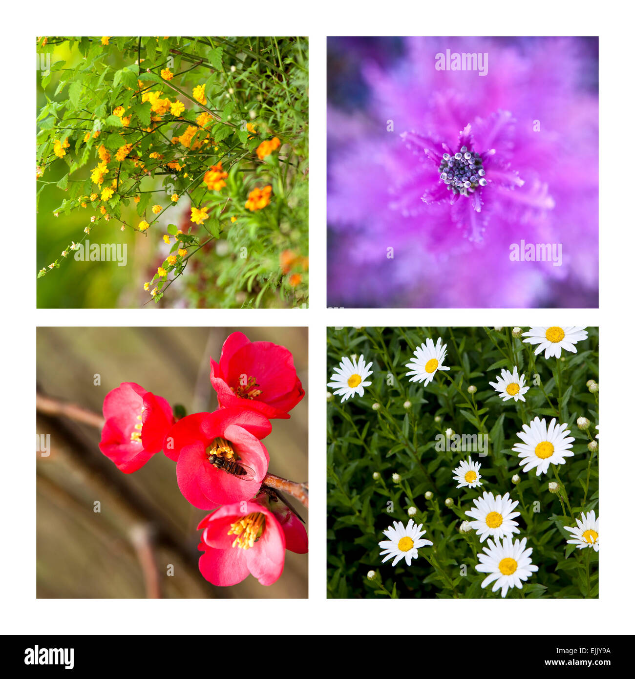 Natural collage hi-res stock photography and images - Alamy