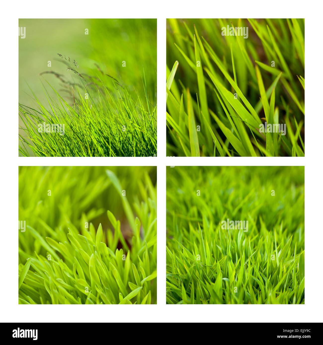 Collage of various grass in a garden Stock Photo - Alamy