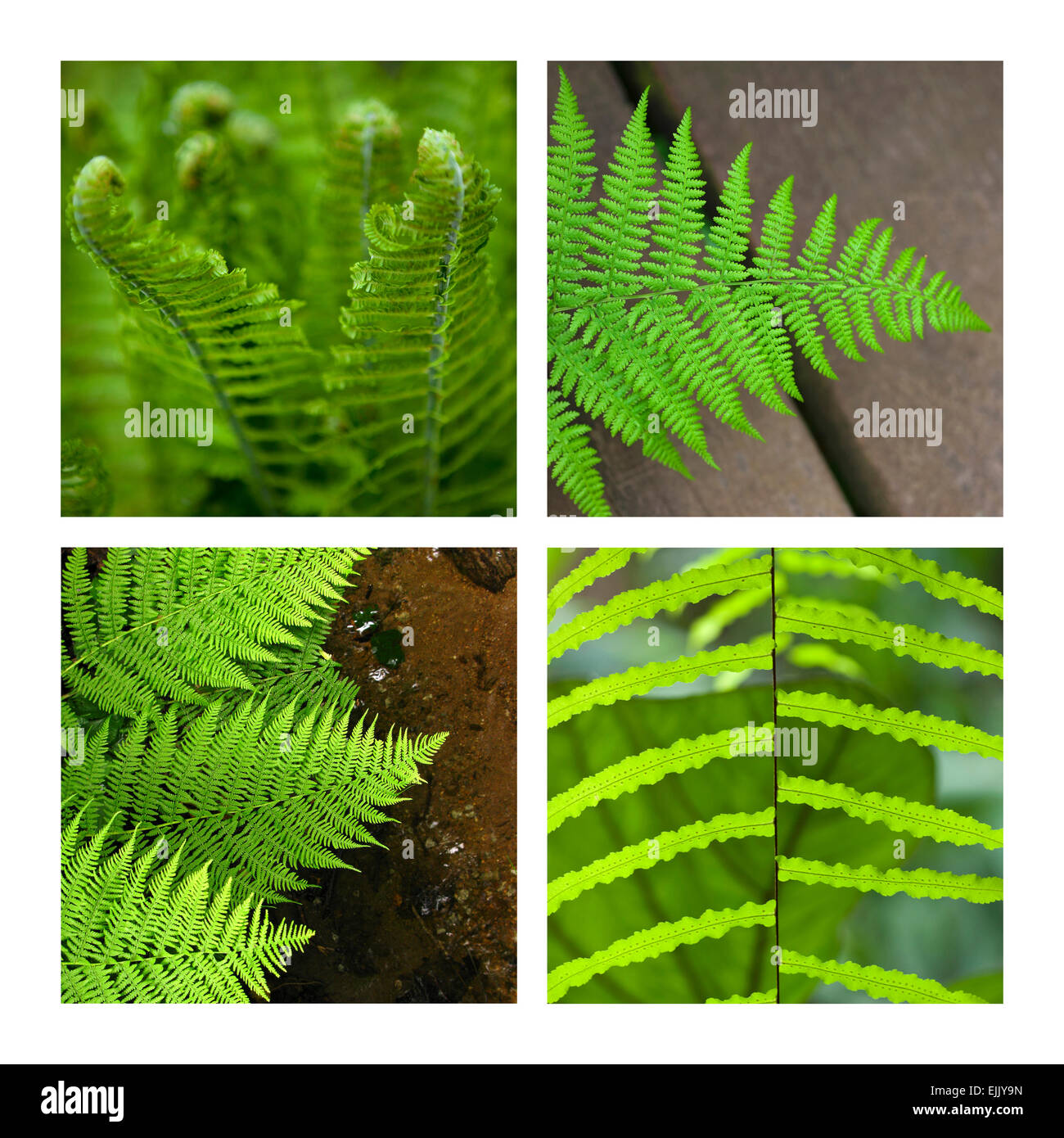 Collage of various fern in a park Stock Photo - Alamy