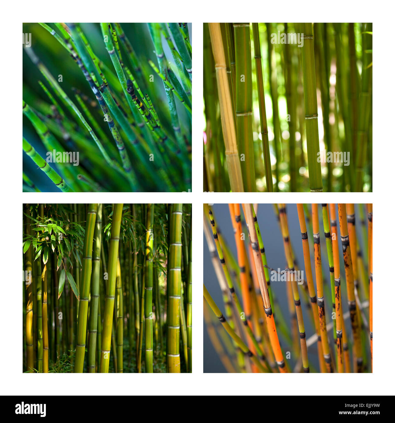 Collage of bamboo and plants in a park Stock Photo - Alamy