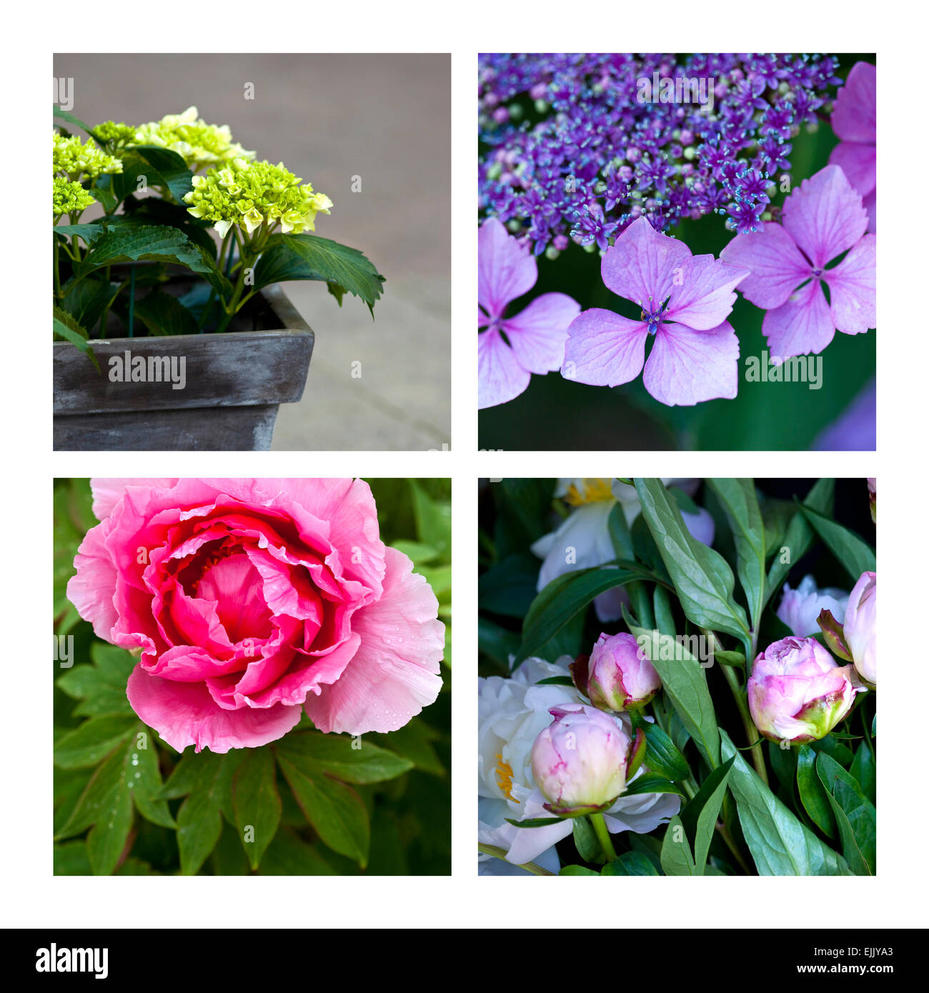 Flower pot collage hi-res stock photography and images - Alamy