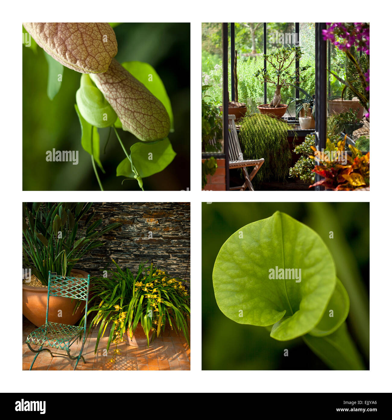 Collage of greenhouse and exotic plants Stock Photo - Alamy