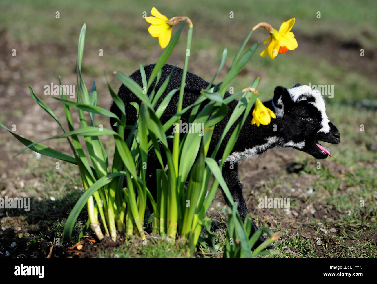 Spring Lamb And Daffodils Stock Photos & Spring Lamb And Daffodils ...