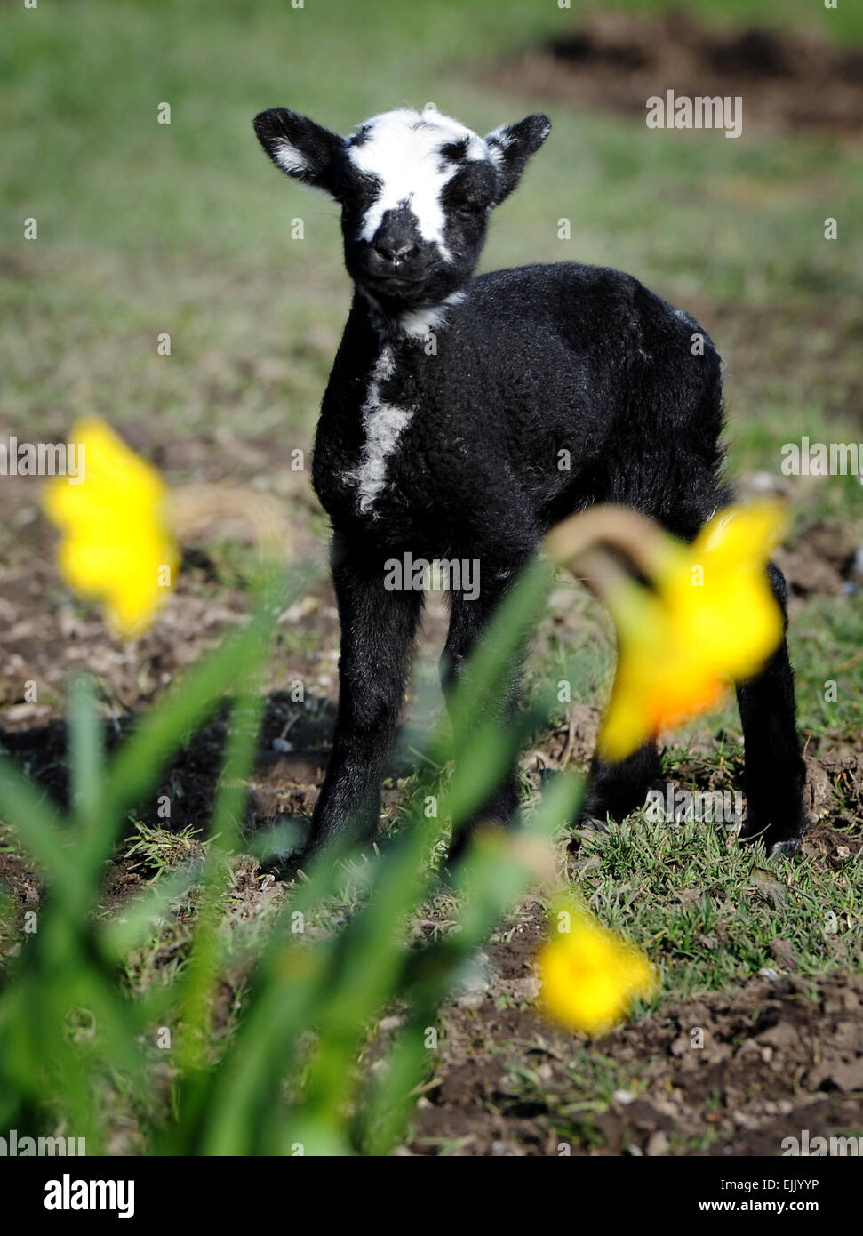 Spring lamb and daffodils High Resolution Stock Photography and Images ...