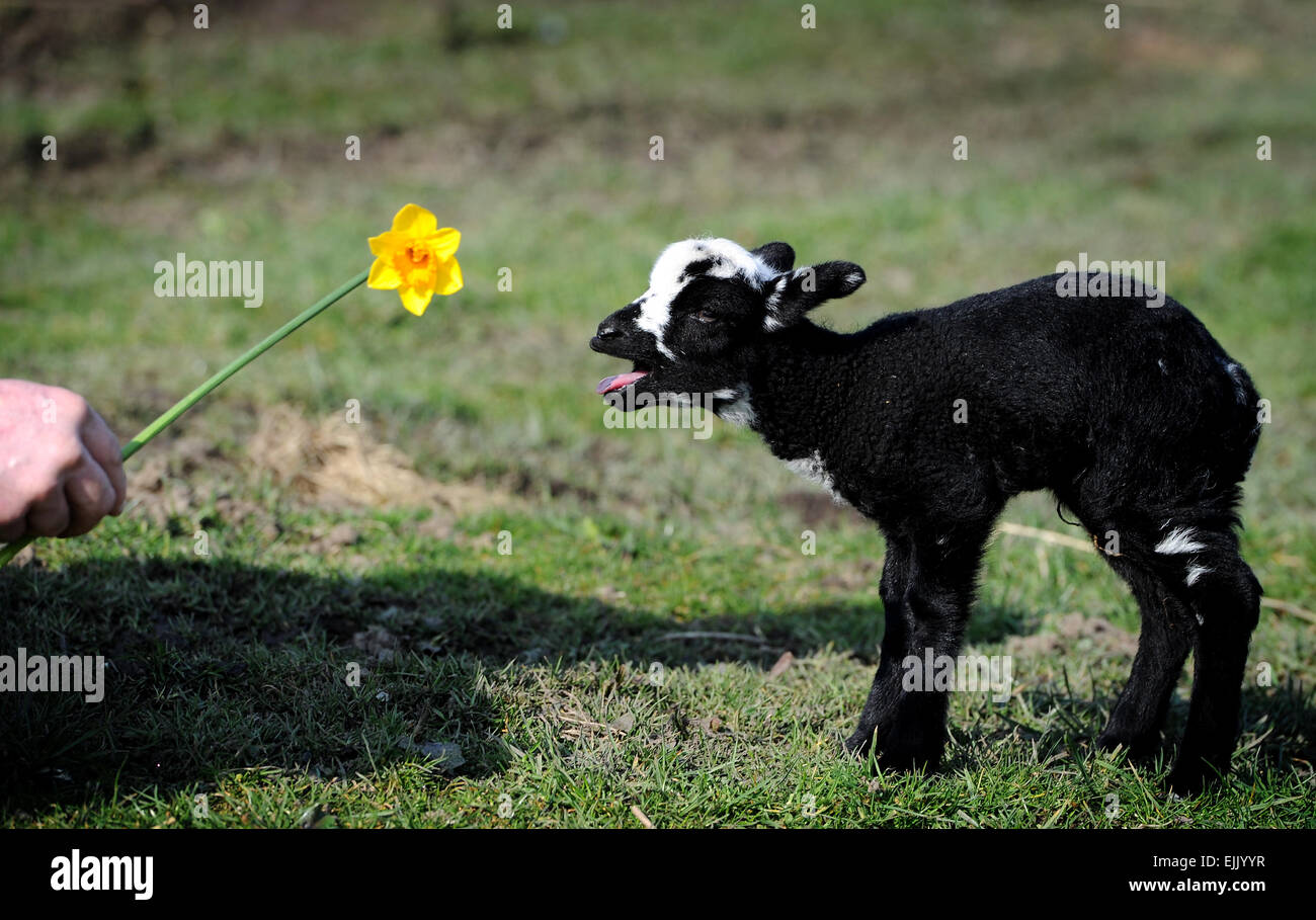 Spring Lamb And Daffodils Stock Photos & Spring Lamb And Daffodils ...