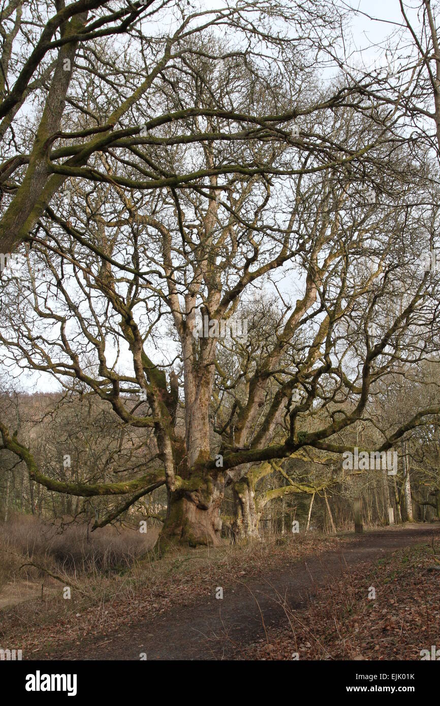 Oak woods scotland hi-res stock photography and images - Alamy