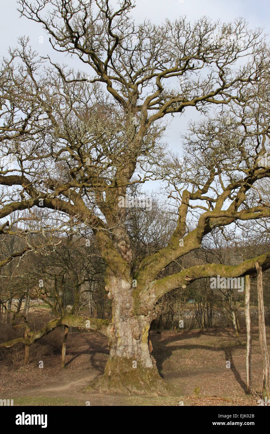 Woods of birnam hi-res stock photography and images - Alamy